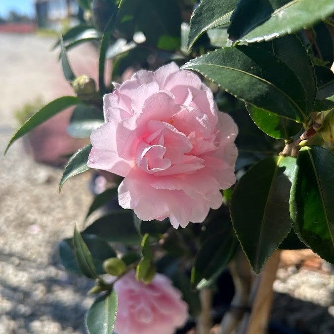plants_details - Adcock’s Nursery