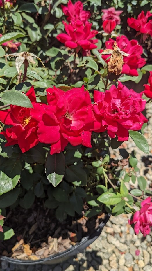 plants_details - Adcock’s Nursery