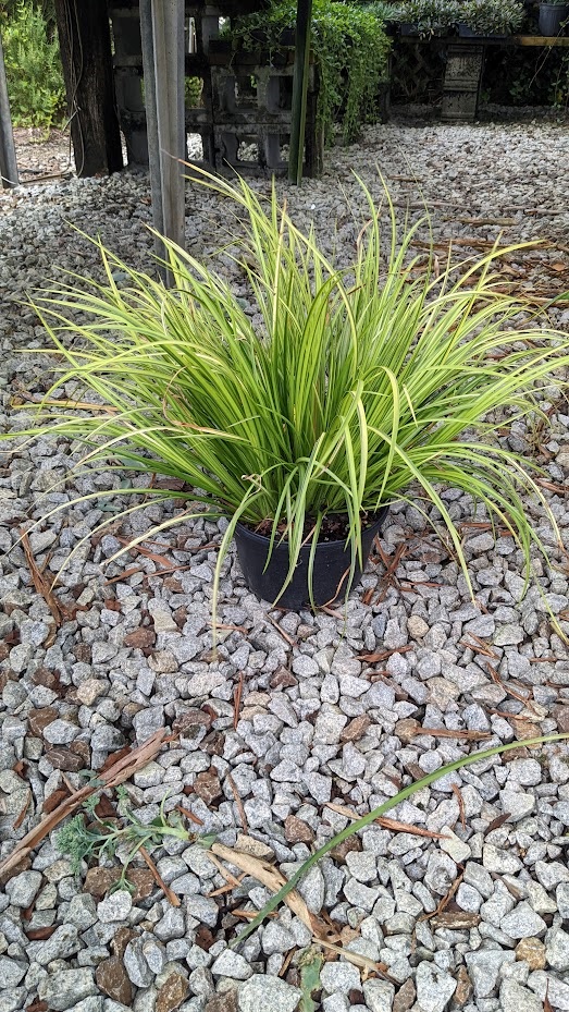 plants_details - Adcock’s Nursery